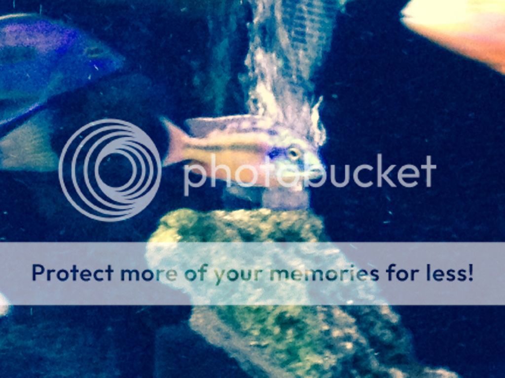 Kadango? | Cichlid Fish Forum